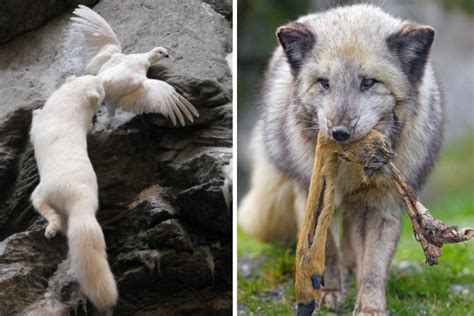 Arctic Fox Predators