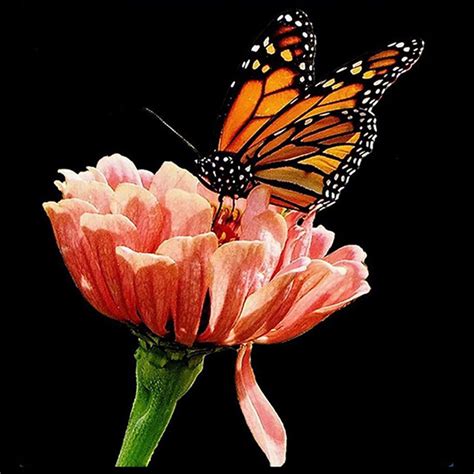 Stereoscopy Announcement Today