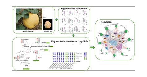 Metabolomics And Transcription Profiling Of Pumpkin Fruit Reveals Enhanced Bioactive Flavonoids