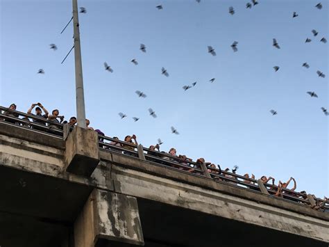 The Bat Bridges Of Austin Texas Wttw Chicago