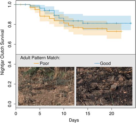 Nightjar Adults That Better Matched The Patterns Of Their Backgrounds