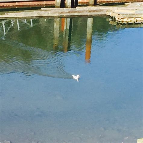 Interaction Between Biosphere And Hydrosphere The Skyfall Of Geography