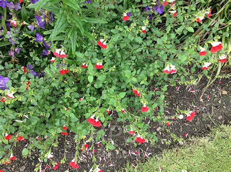 Salvia Hot Lips