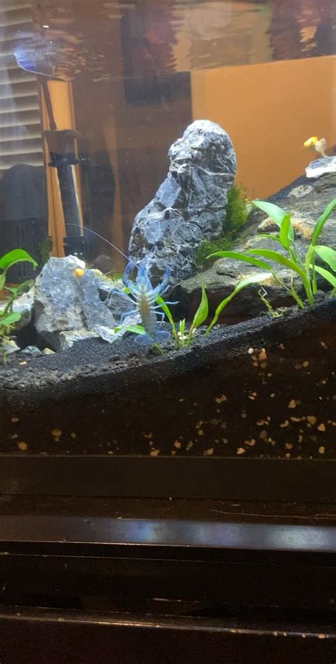 Can Anyone Sex It Crayfish