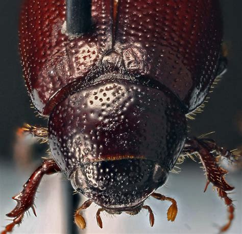 Red Diplotaxis Diplotaxis Bugguidenet Red Diplotaxis Diplotaxis Bugguidenet