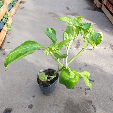 Ají Morrón Vivero Agronomía
