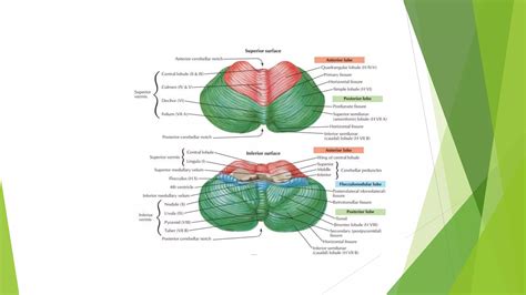 Posterior Circulation Strokepptx