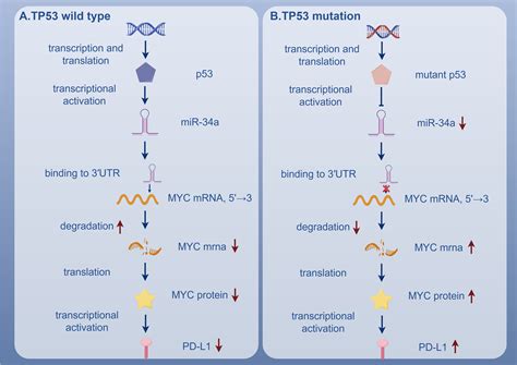 Frontiers The Interaction Between Common Genetic Mutations In Aml And