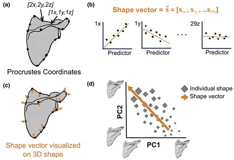 Sexual Dimorphism And Allometry In Human Scapula Shape Lee 2024