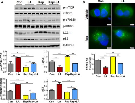Rap Reversed The La‐induced Mtor Activation And Autophagy Inhibition In Download Scientific