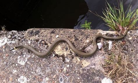 Grass Snake Species Guide Acer Ecology