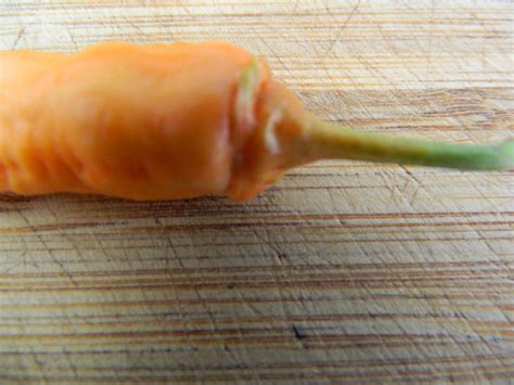 Bleeding Jigsaw Chilli Seeds Jigsaw Slp Pepper Seeds Seedplanet