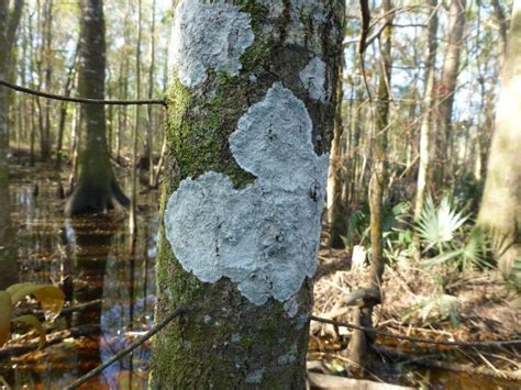 Your Daily Lichen Blog — Cryptothecia Striata Wreath Lichen There Is