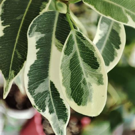 Ficus Pixie Small But Mighty Houseplant