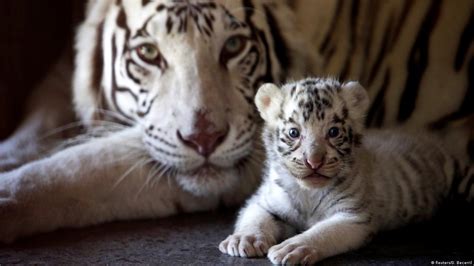 Tigre Blanco Bebe
