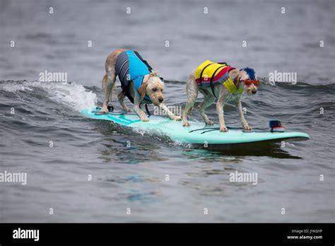 Dogs Compete In The World Dog Surfing Championships In Pacifica