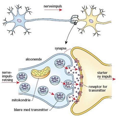 Nervesystemet Universitet Psykologi Muskler