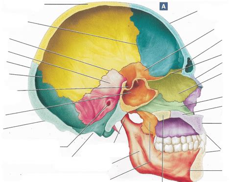 Midsagittal Skull Bone And Structures Anatomy Quiz