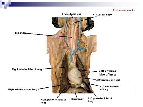 Cat Dissection Digestive Labs Sphenoidal Sinus Frontal Sinus