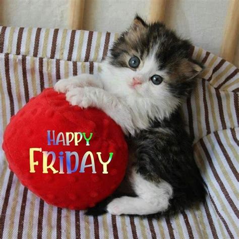 Pin By Anna Hall On Good Morning And Goodnight Greetings Morning Cat