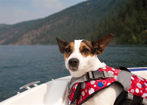 Ahoy 10 Dog Friendly Boats And Boating Destinations Dog Blog