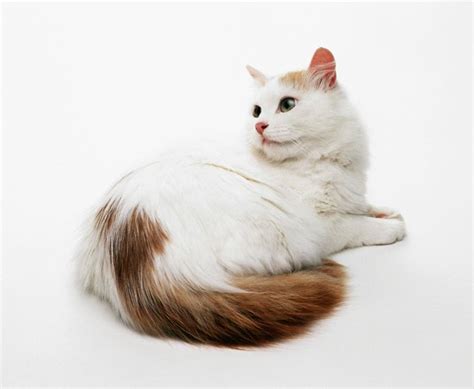 Turkish Van Cat Breed Information And Characteristics Turkish Van Cats