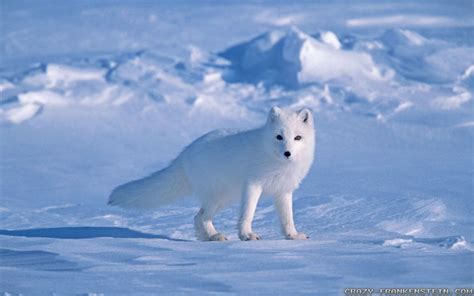 Hd Arctic Fox Wallpaper Download Free 1920x1080px ~ Snow Fox Arctic
