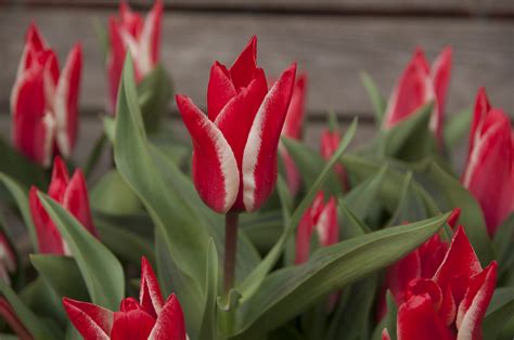 Tulip Pinocchio Greigii Tulip Bulbs Gee Tee Bulbs Uk