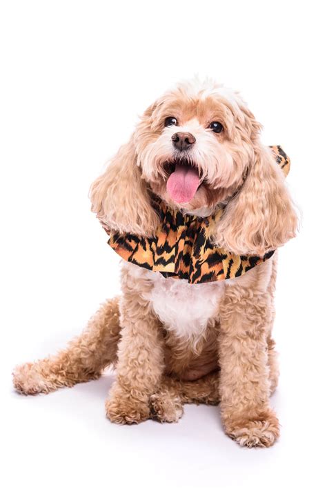 Meet Our Therapy Dogs Mu Health Care