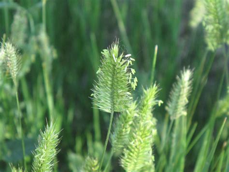 Facts About Crested Wheatgrass Health Benefits