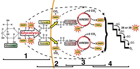 Diagram Of Krebs Cycle And Glycolysis Wiring Diagram Pictures