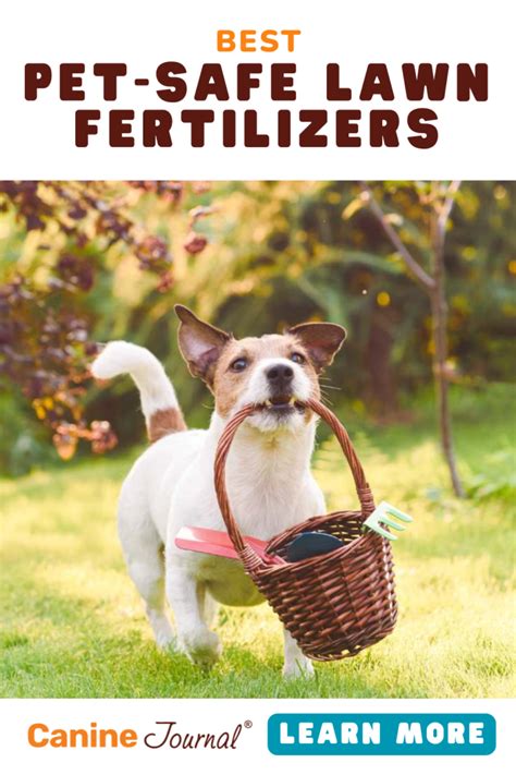 Best Pet Safe Lawn Fertilizer Greenview Vs Scotts Vs Sunday Vs Espoma