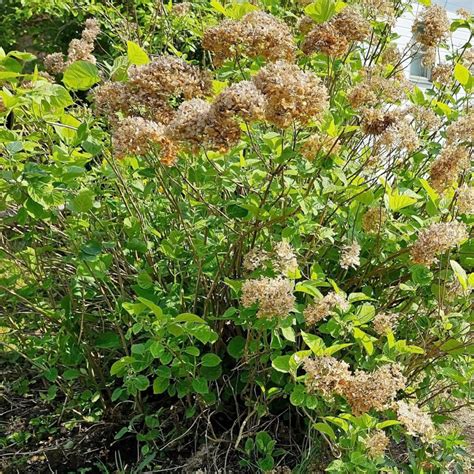 Fall Hydrangea Care What To Do With Hydrangeas Before Winter
