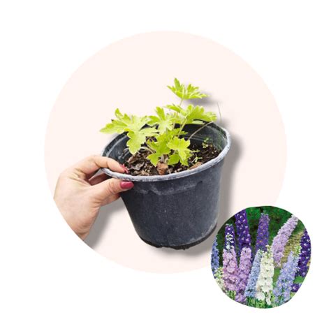 Delphinium Sp Kokotić Opg Tvrtko