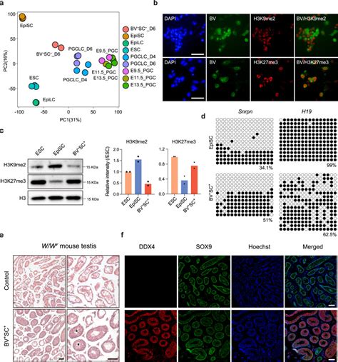 Bmp4 Drives Primed To Naïve Transition Through Pgc Like State Pmc