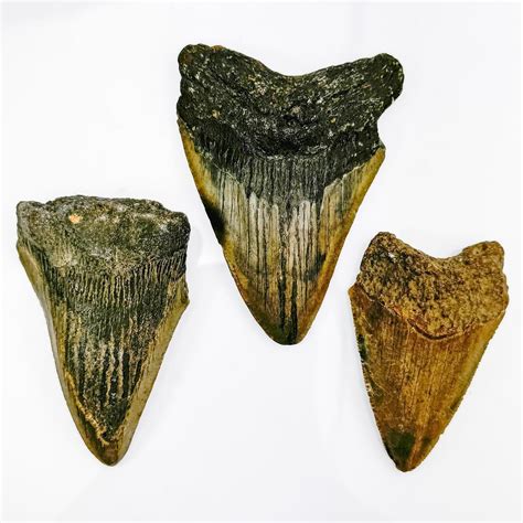 Lot Lot Of 3 Old Shark Teeth Examples