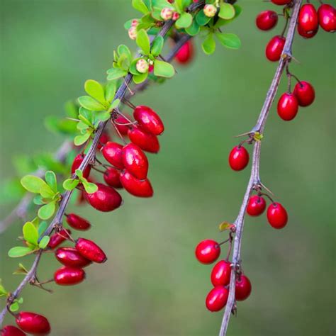 Are Barberry Berries Poisonous To Dogs