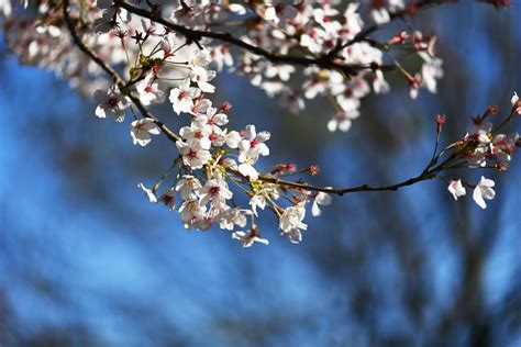 Wow 23 Gambar Latar Bunga Sakura Gambar Bunga Indah