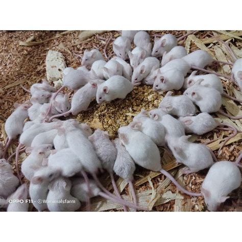 Jual Tikus Putih Cindil Mencit Pakan Reptile Pingkis Instan Kurir Only