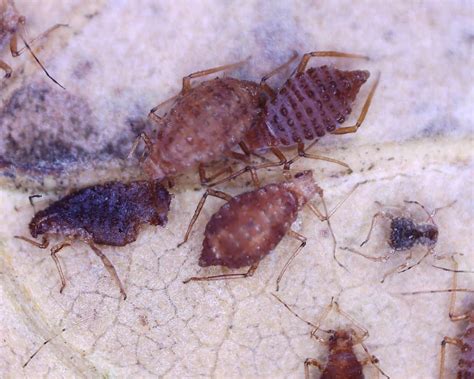 Dormant Or Dead Aphids On The Undersides Of Fallen Valley Oak Leaves