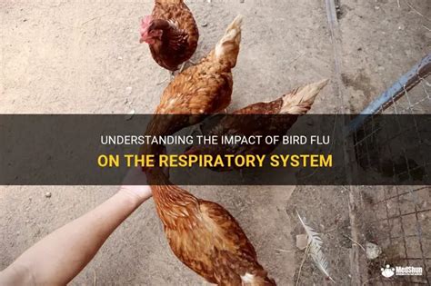 Understanding The Impact Of Bird Flu On The Respiratory System Medshun