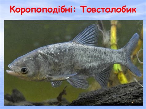 Різноманітність риб та їхнє значення презентация онлайн