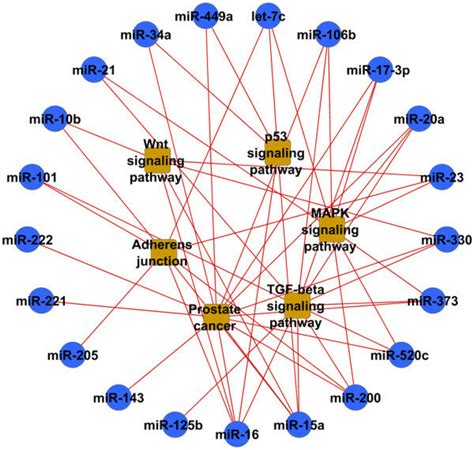 Prostate Cancer Mirna Targets Are Enriched With Pathways Associated Download Scientific Diagram