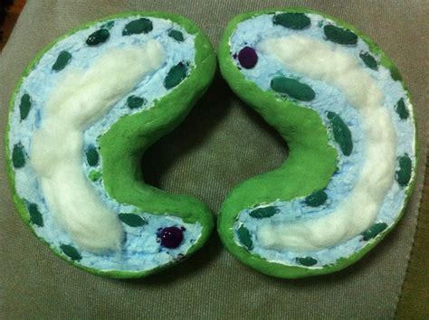 3d Cell Model 3e1erin Palmon