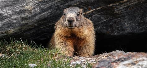 Groundhog Day Results See Them Here The Weather Network