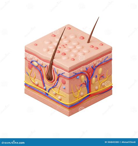Detailed 3d Model Of Human Skin Cross Section Illustrating Hair