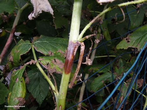 Raspberry Leaf Diseases