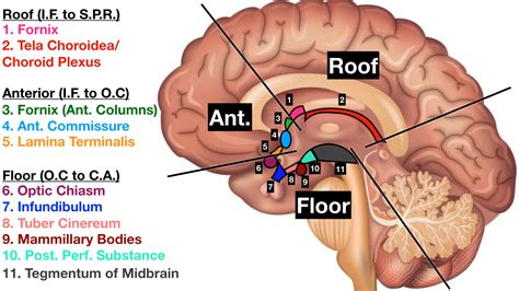 47 Diagram Of Brain Ventricles Blayncaedmon