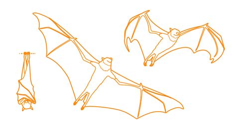 Bumblebee Bat Craseonycteris Thonglongyai Dimensions And Drawings