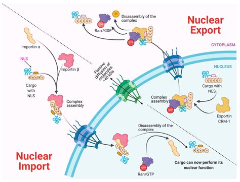 Bidirectional Nucleus Cytoplasm Transport In The Classical Pathway Of